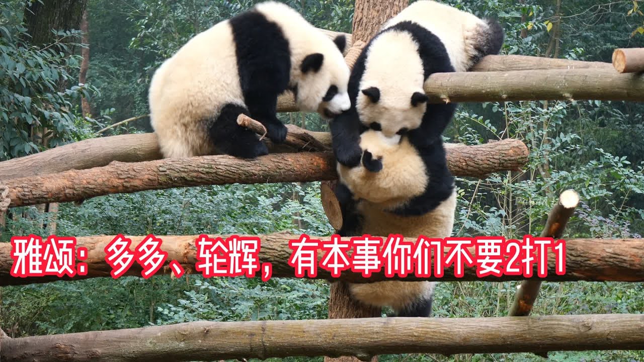 Lun Hui, Ya Song & Duo Duo hang out in the morning - YouTube