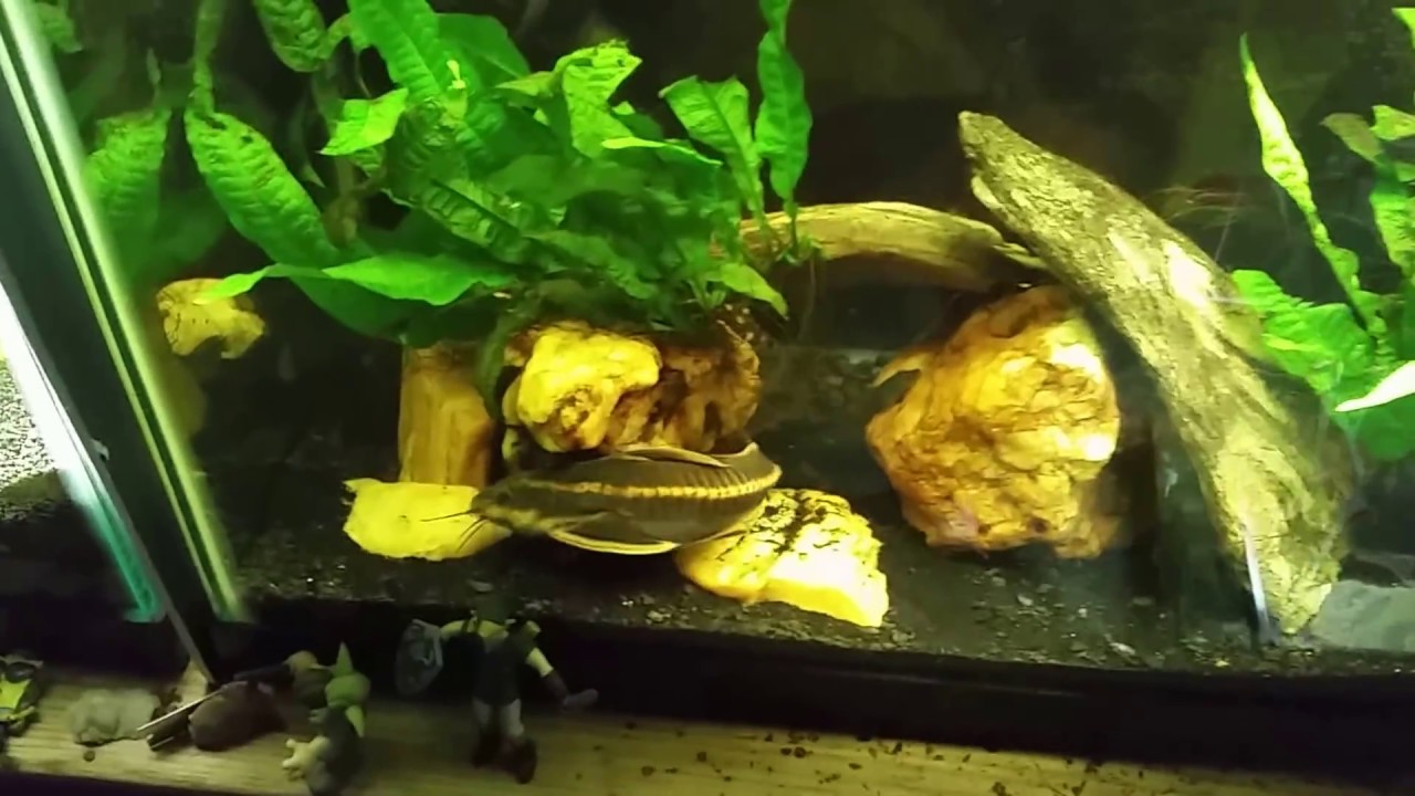 Wonder Shell Dissolved And My Striped Raphael Is Out - YouTube