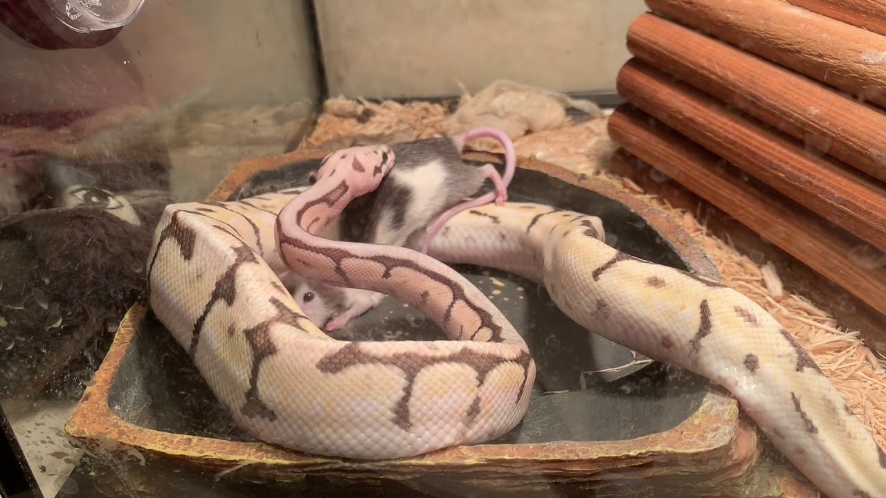 Killerbee Ball Python - YouTube