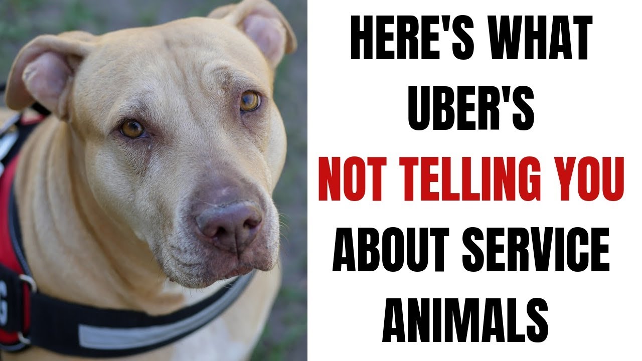 What Uber Isn t Telling You About Service Animals ADA Requires They Be Allowed YouTube what-uber-isn-t-telling-you-about-service-animals-ada-requires-they-be-allowed-youtube