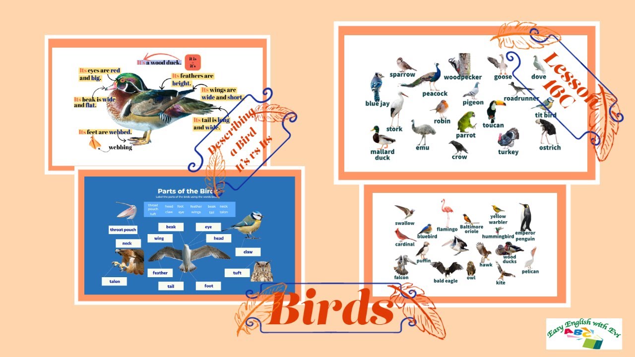 Lesson 16C: Birds Names / Describing Birds / Parts of a Bird / It's vs ...
