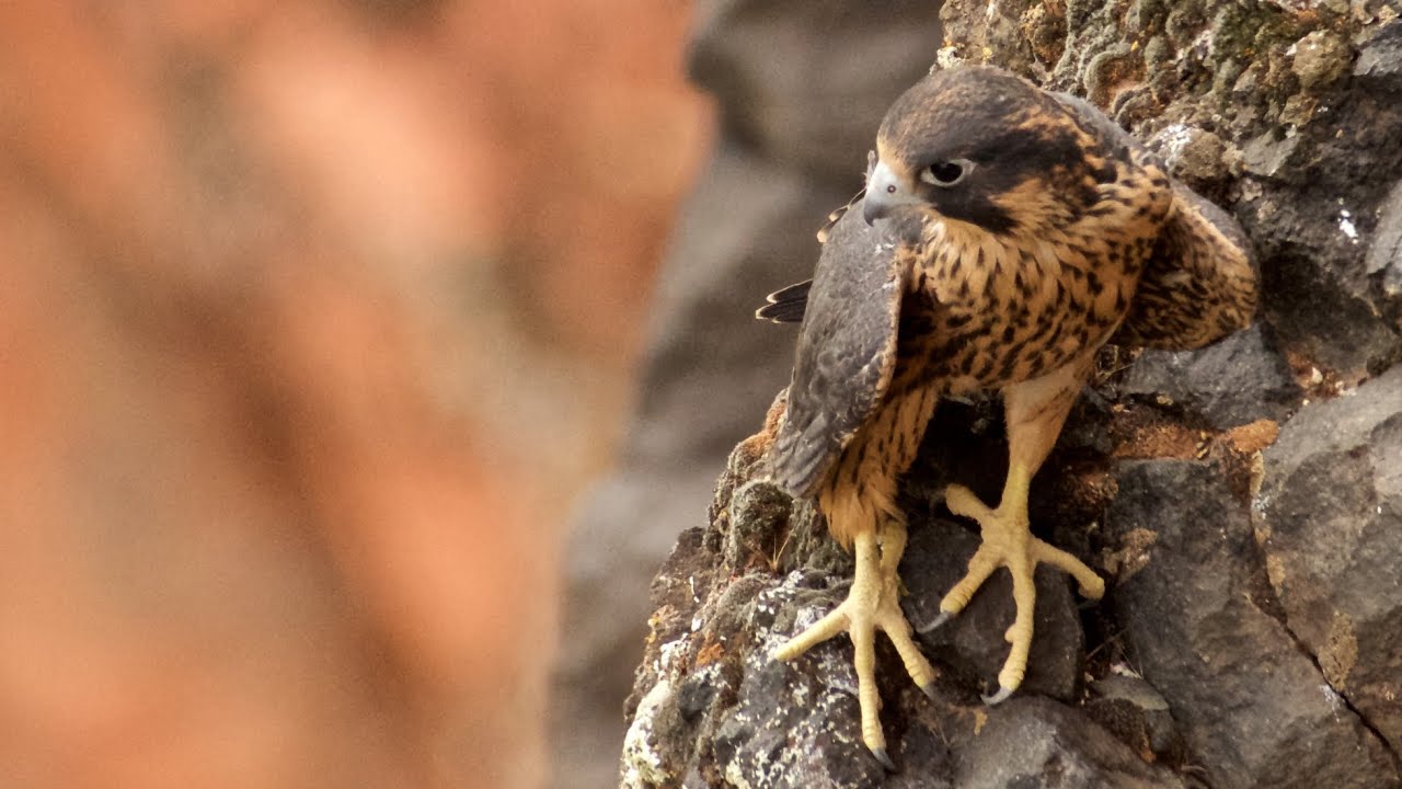Noisy Fledgling Peregrine Falcons in Southern Utah - World’s FASTEST ...