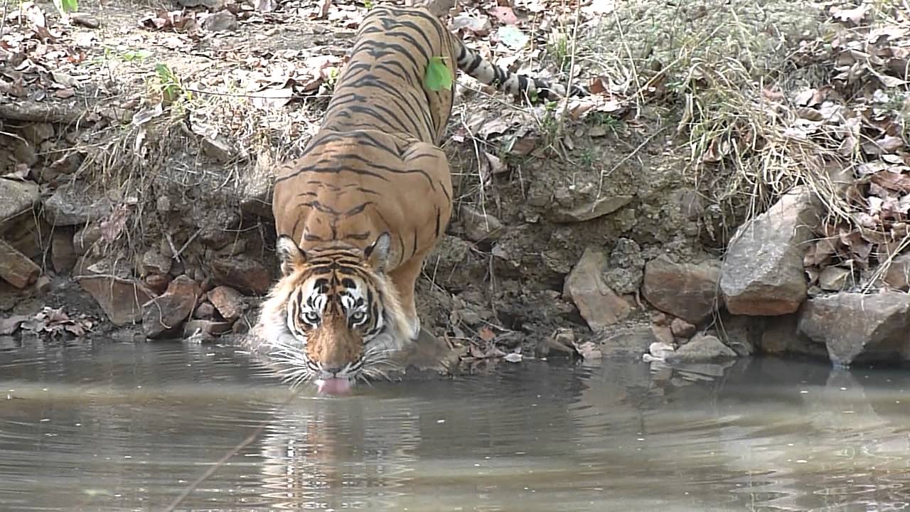 Big male tiger in water T24 Ustad- Ranthambhore by vipultiger2001@gmail ...