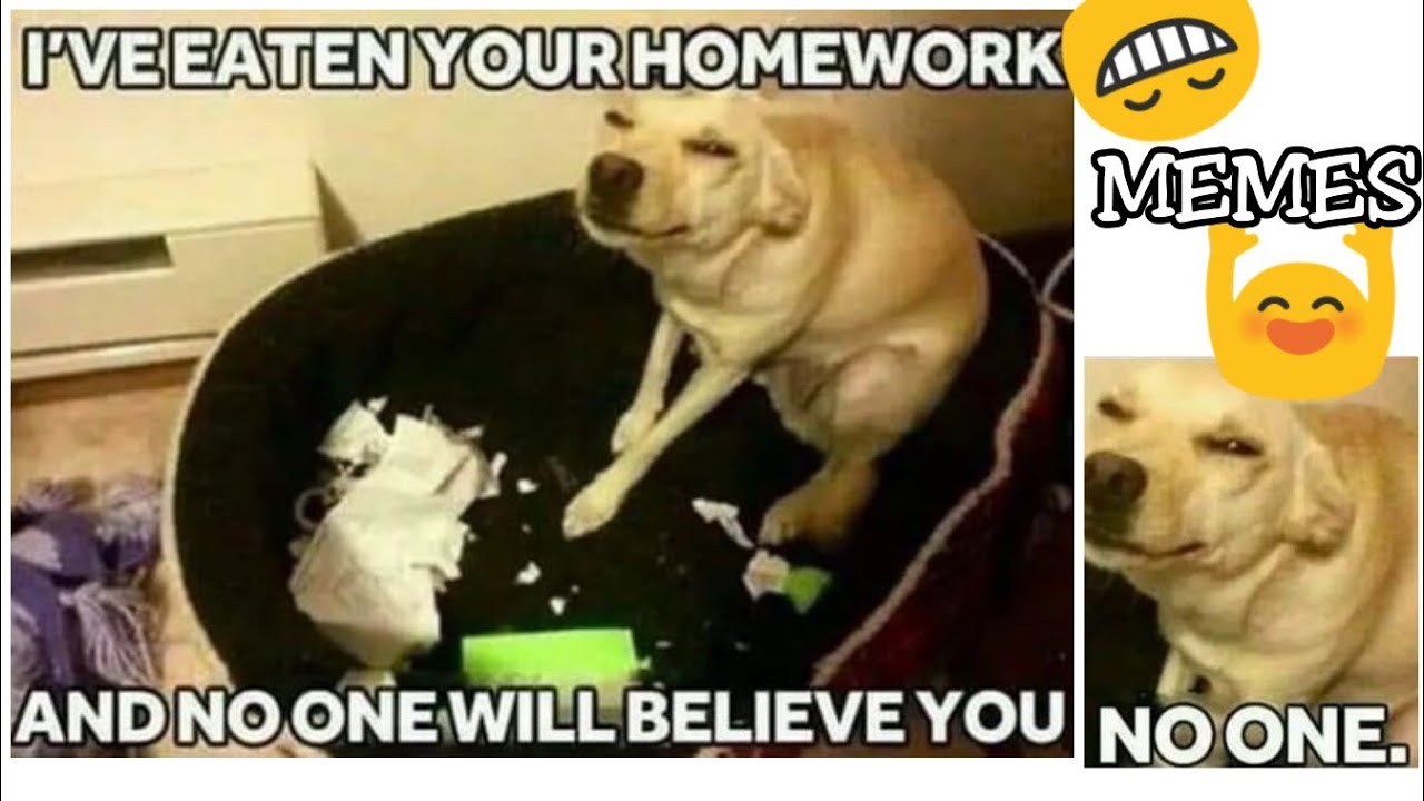 MEMES TO MAKE YOUR DAY | HARSH - YouTube