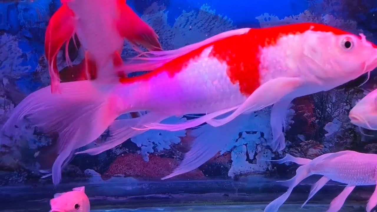 The Relaxing Atmosphere of the Aquatic World: Calm Fish Movements and ...