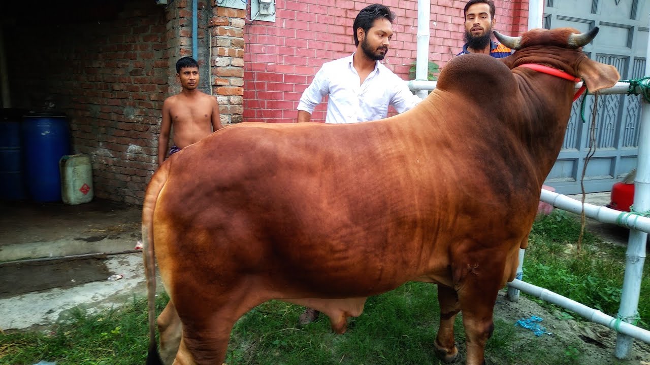 Masha Allah Red Shahiwal Bull For Bakra Eid • Qurbani Goru • Cow ...