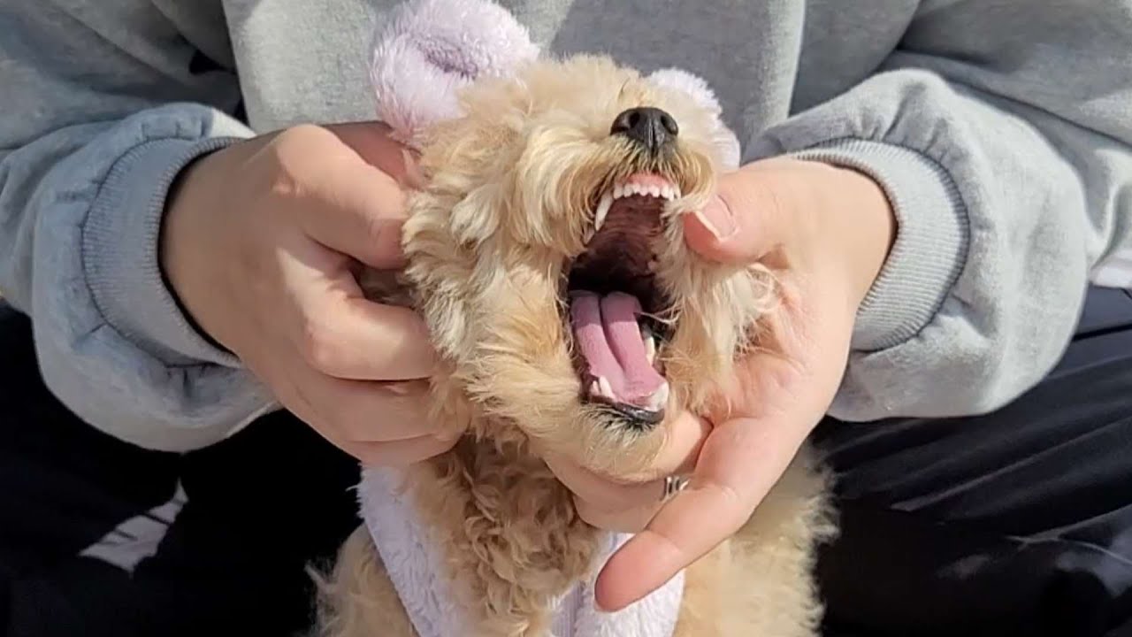 강아지에게 아기시절 옷을 입혀 보았다 Youtube