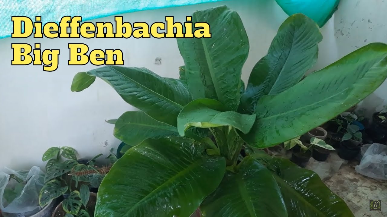 Dieffenbachia Big Ben | Beautiful Indoor Plant #gardening #plants # ...