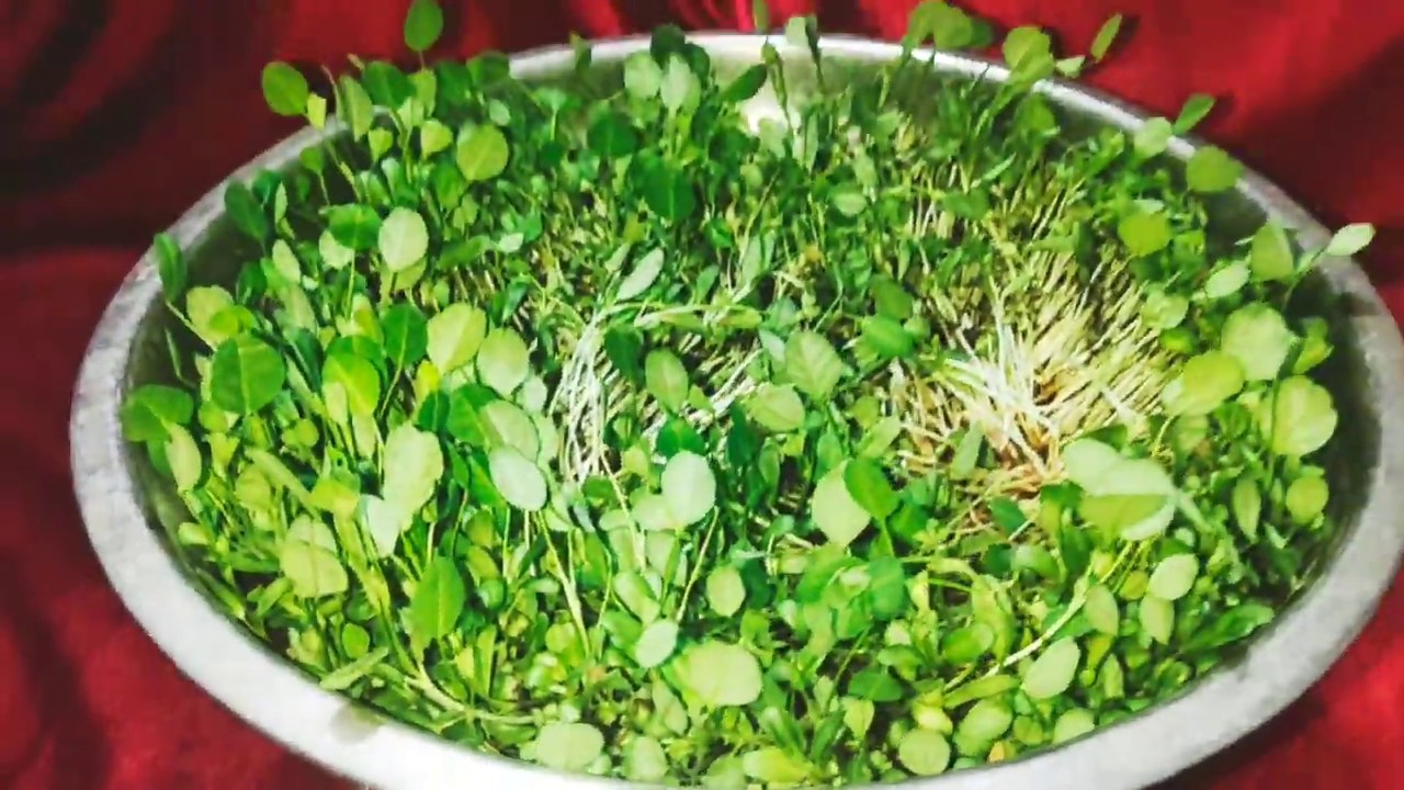 how to grow Methi/ fenugreek in water#मेथी पानी में कैसे उगाए# बिना ...