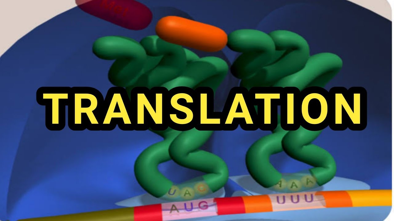 Translation - 3D Animated | DNA translation - YouTube