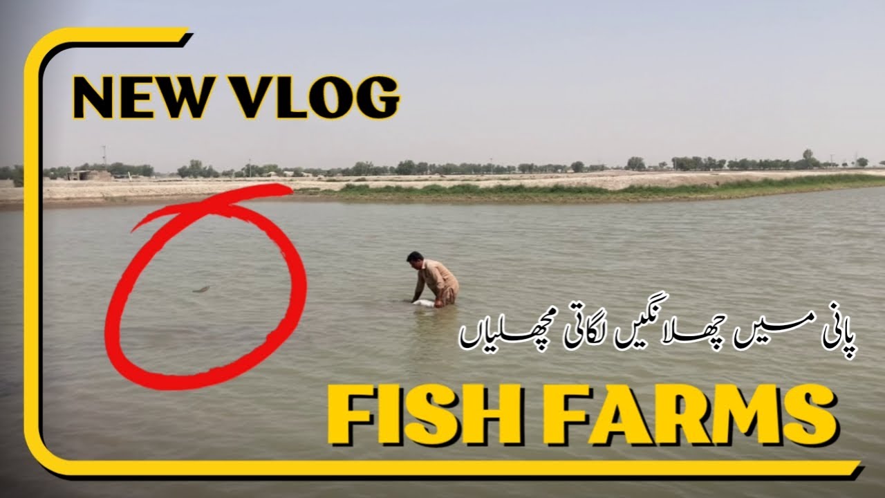 AJ TO MSYOOS WAPSI LOTAY FISH FORMS SE || BUT MOSAM KAMAL THA || # ...