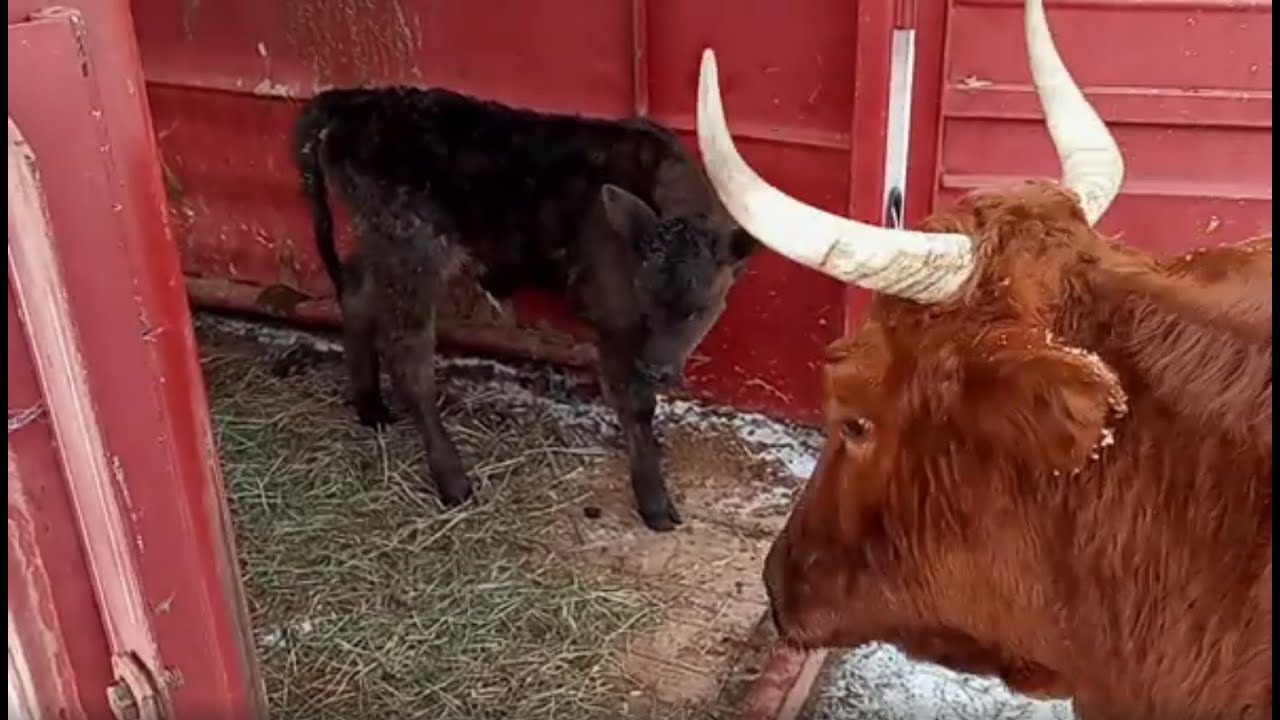 Did my day old calf freeze? Moment of truth - YouTube