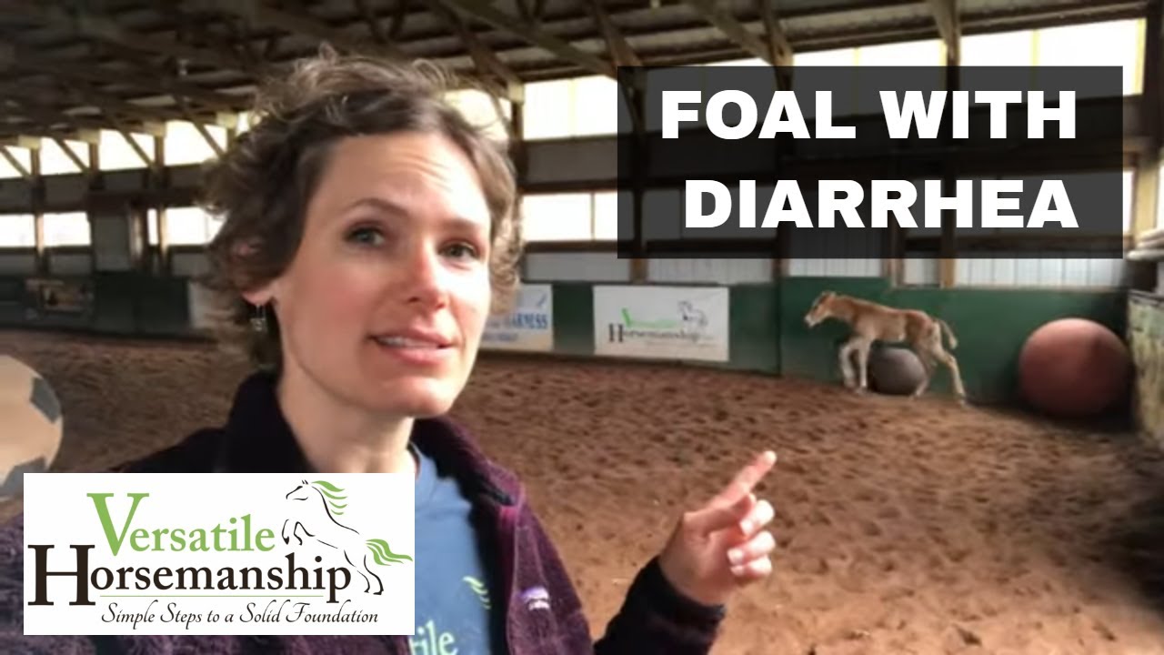 Foal With Diarrhea - What To Do // Versatile Horsemanship - YouTube