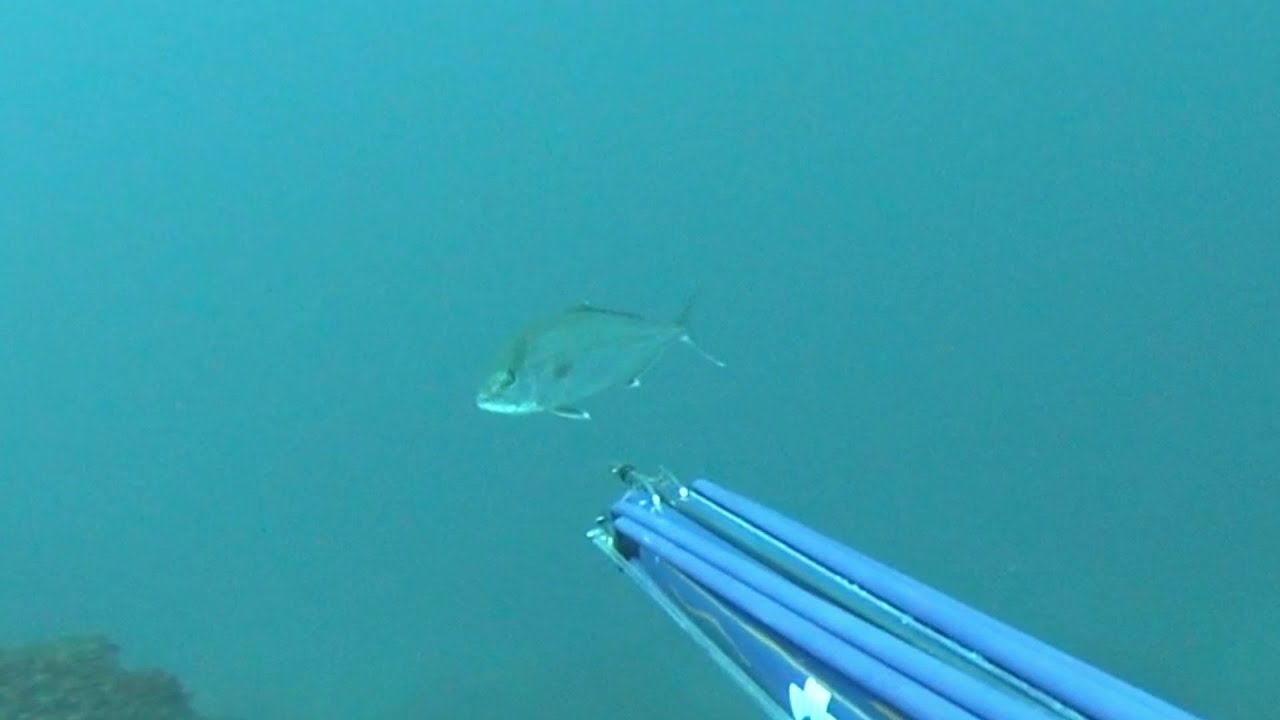 Ψαροντούφεκο χειμερινό Spearfishing winter - YouTube