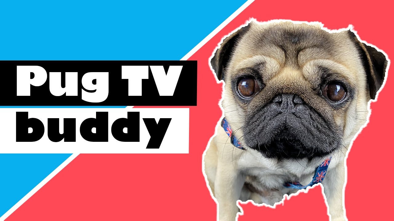 PUGS LIKE WATCHING TV - Pangpang the Pug likes watching TV with his ...