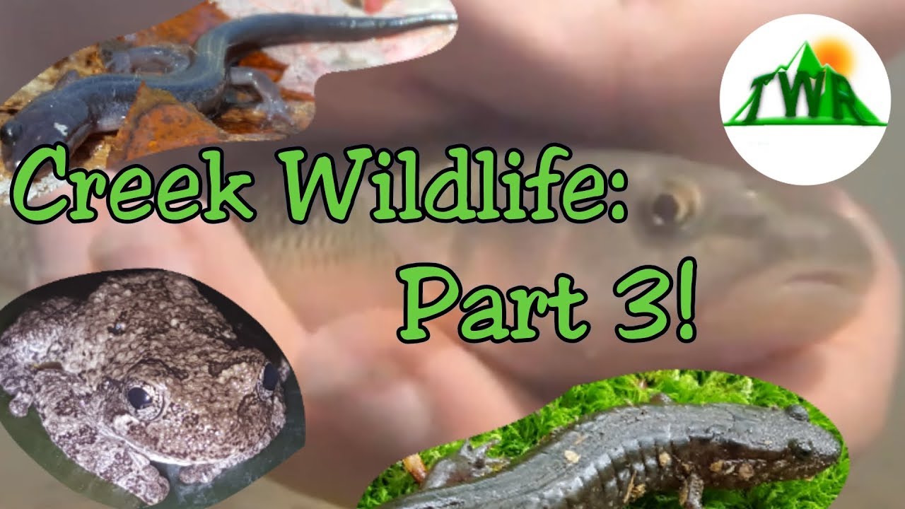 Creek Wildlife Part 3: The Bottom of The Food Chain (Nature Short Film ...