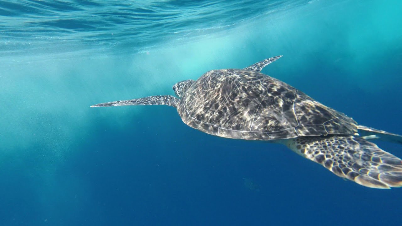 bali gili trawangan snorkeling tour turtle point(길리 트라왕안 윤식당 촬영섬 스노클링투어 ...