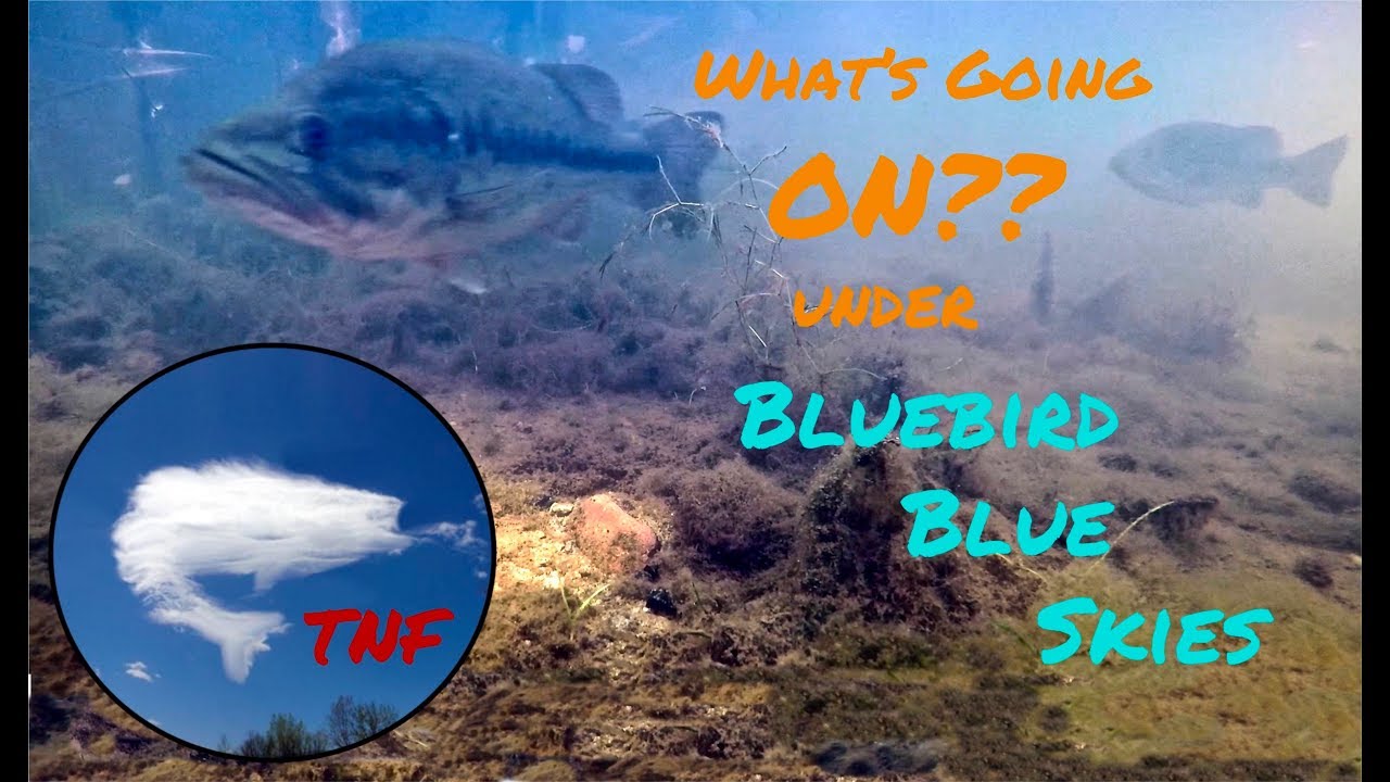 Bluebird Blue Post Cold Front Bass Fishing: Video Fishing Journal 1 ...