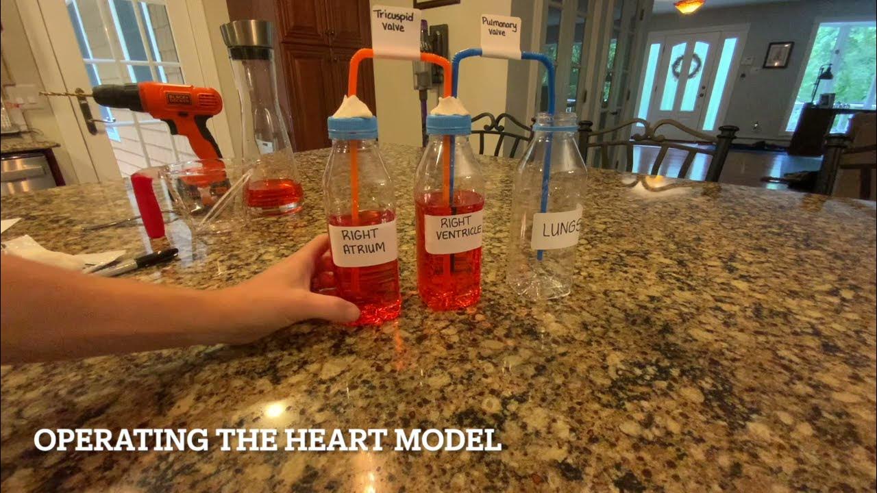 Heart Model Simulation / Lab - YouTube