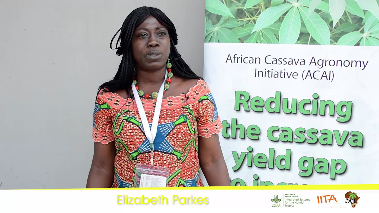 Reflections from the African Cassava Agronomy Initiative (ACAI) Annual ...