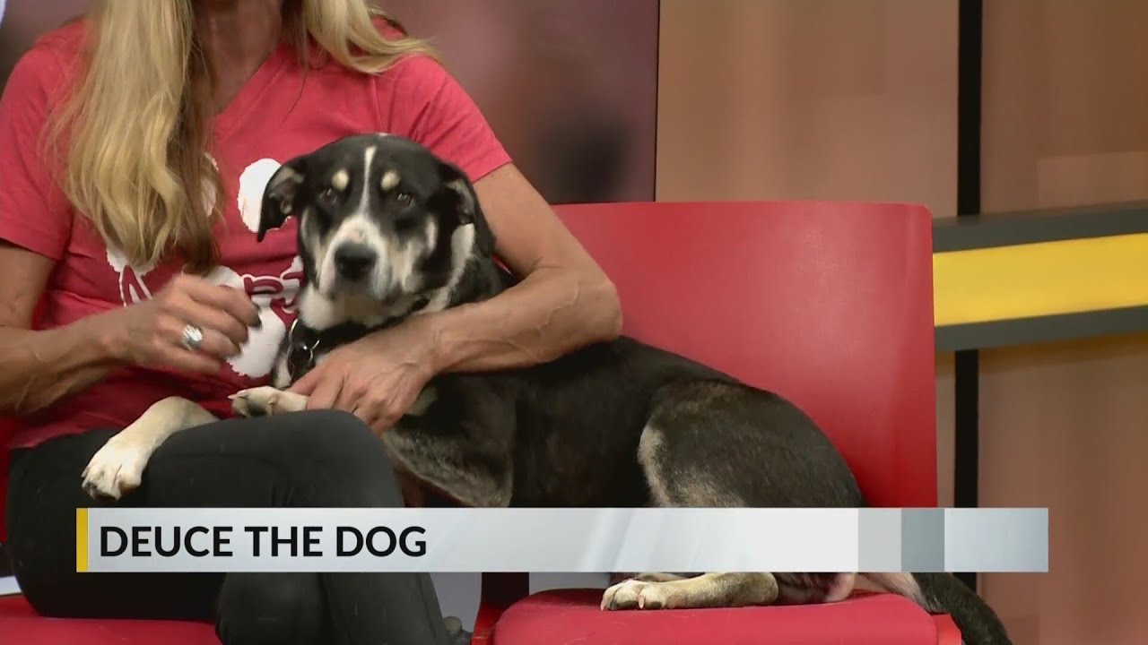 FURRY FRIDAY: Meet Deuce the dog - YouTube