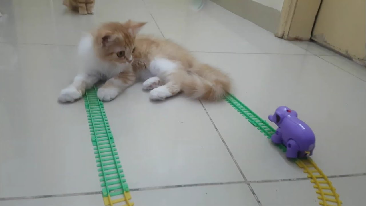 Simba The Cat playing with Elephant toy train. @Express-Fun - YouTube