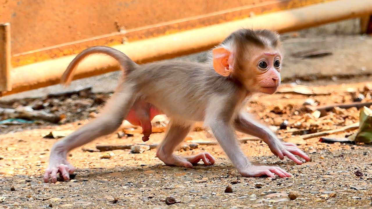 Cuteness tiny baby Robert monkey learn to walk like a robot - YouTube
