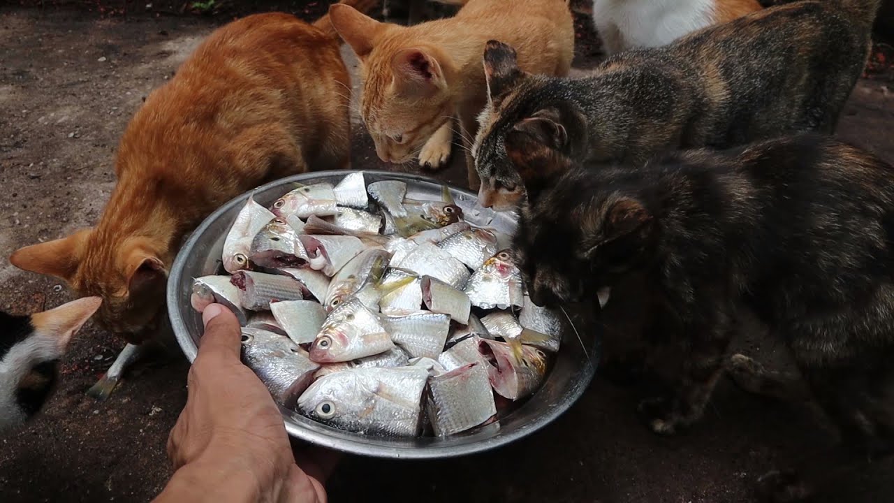 Cats eating raw fish - Kittens eating fish | Feeding Cats | The gohan ...