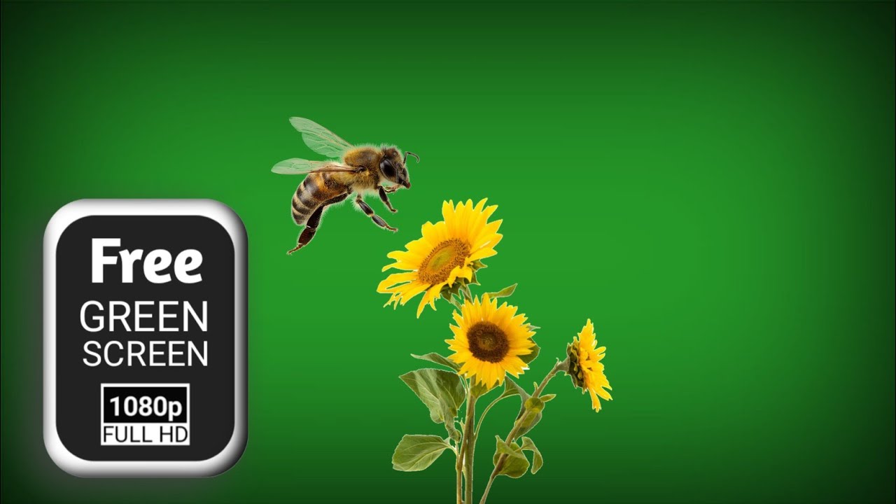 Bee flying green screen video effects | honey bee green screen | green ...