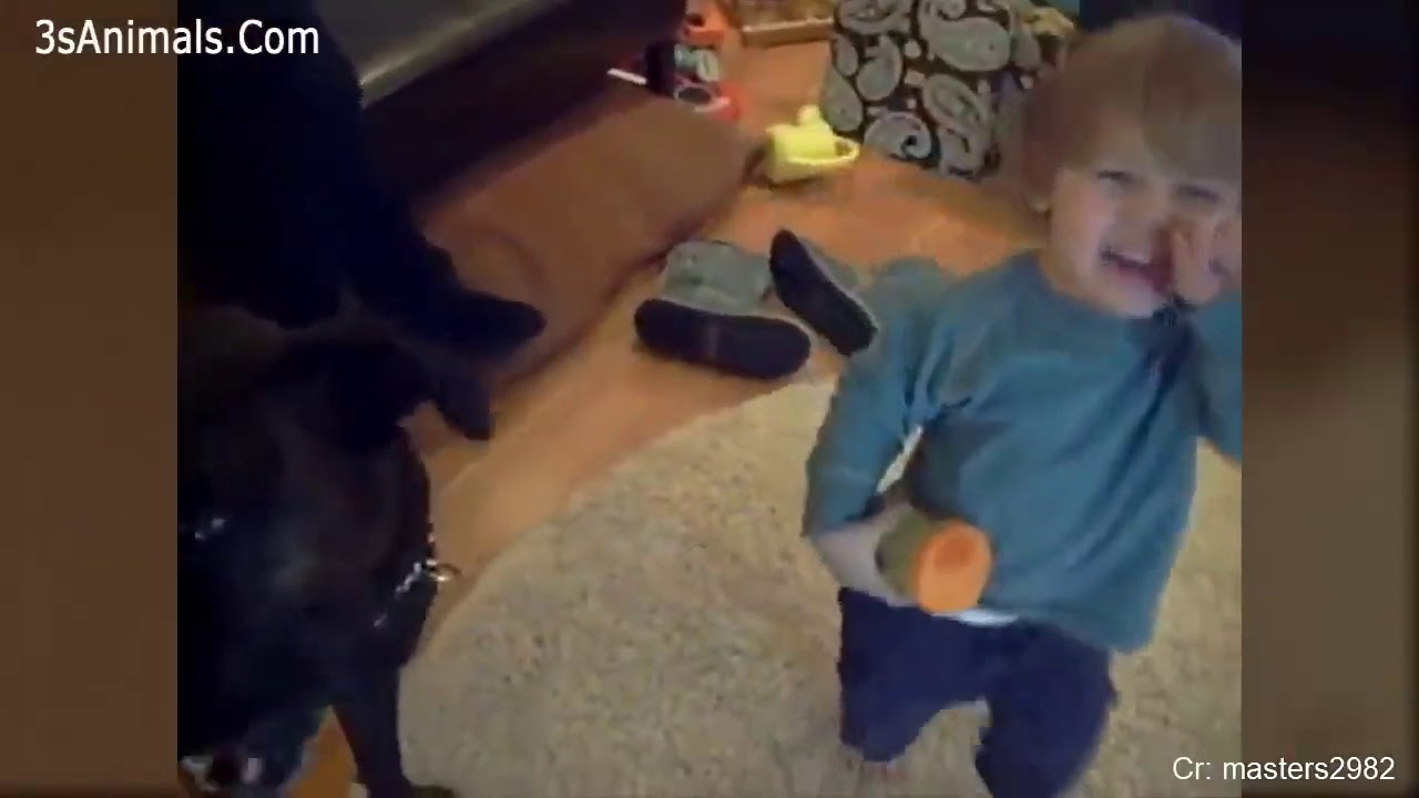 FUNNY DOGS, prepare yourself to CRY WITH LAUGHTER! 😂🐶 🤣 Best DOG VIDEOS ...