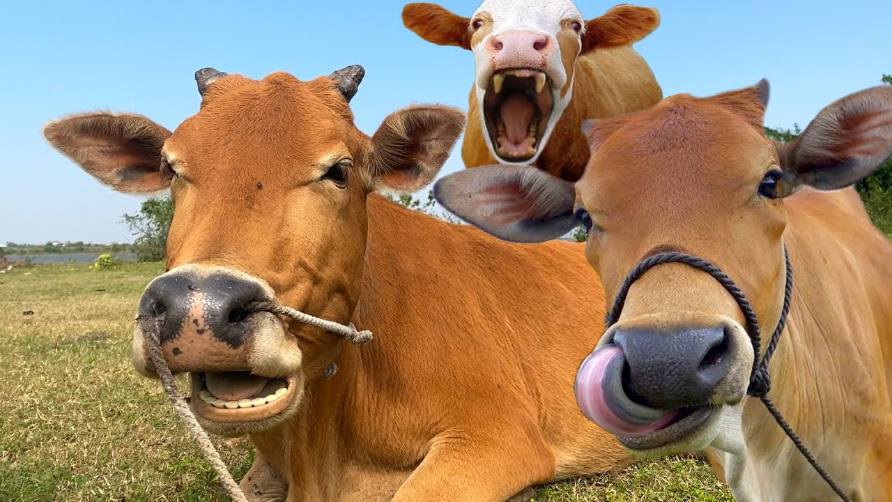 Cow - Cow music - Cow song - Funny cow dance - Funny cow song - Funny ...
