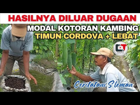 HASIL DILUAR DUGAAN ‼️ TANAM TIMUN CORDOVA DENGAN PUPUK FERMENTASI ...