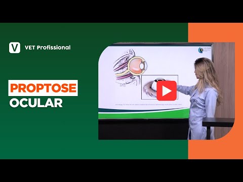 Oftalmologia Veterinária: Proptose Ocular - YouTube
