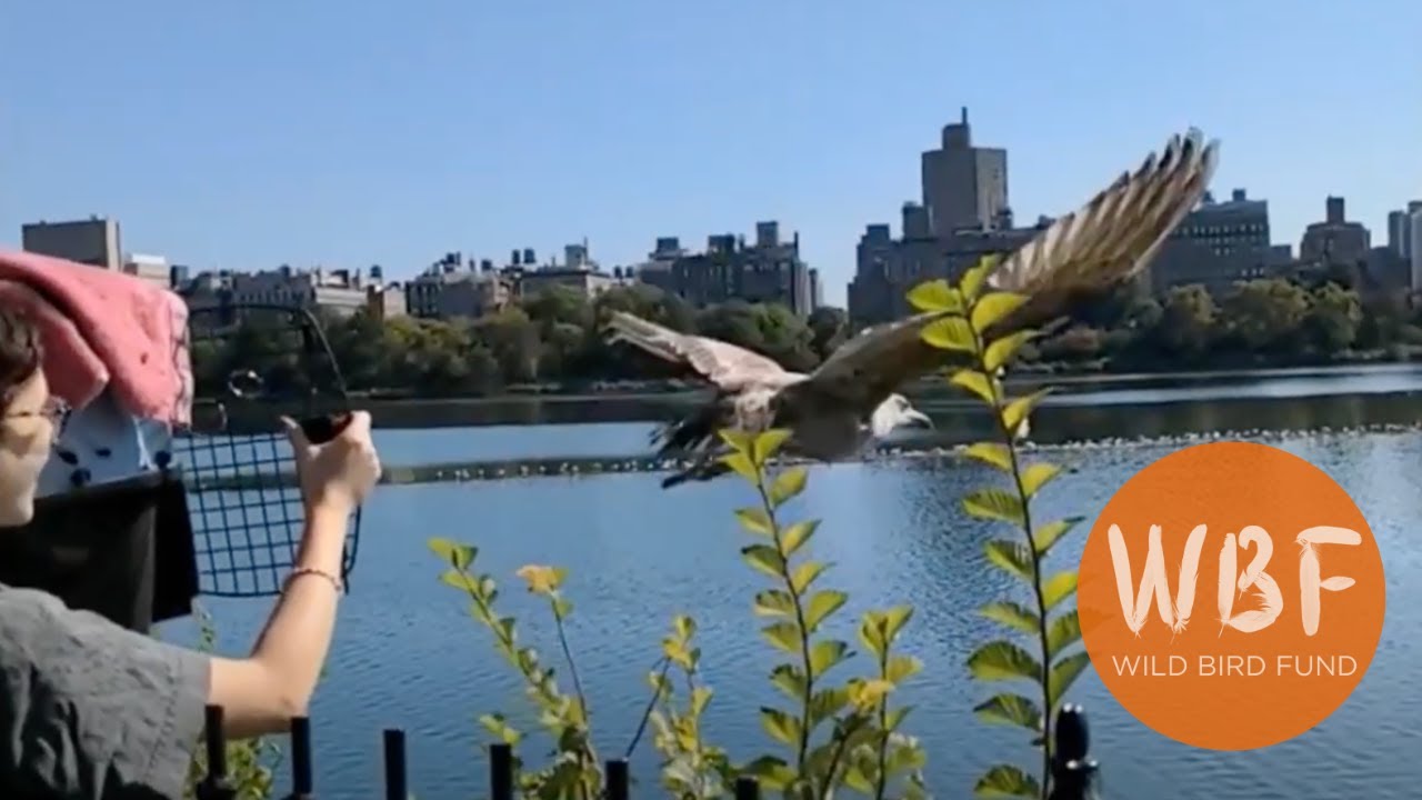 Back to the Wild: Wild Bird Fund - YouTube