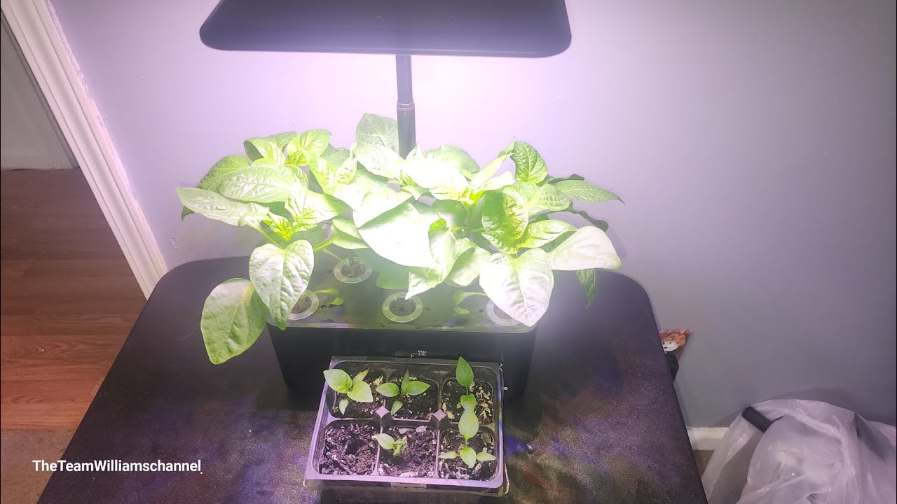 Garden Cube Hydroponics System One Month Sweet Peppers - YouTube