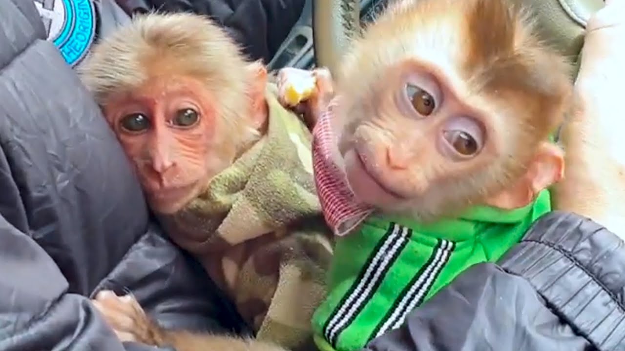 Smart Monkey Baby Sam & Abu - YouTube