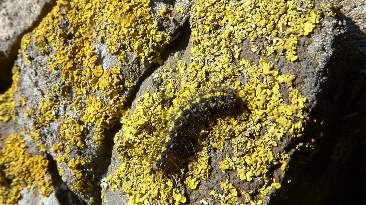 Dew Moth larva 2 (Eyemouth 3 March 2020) - YouTube