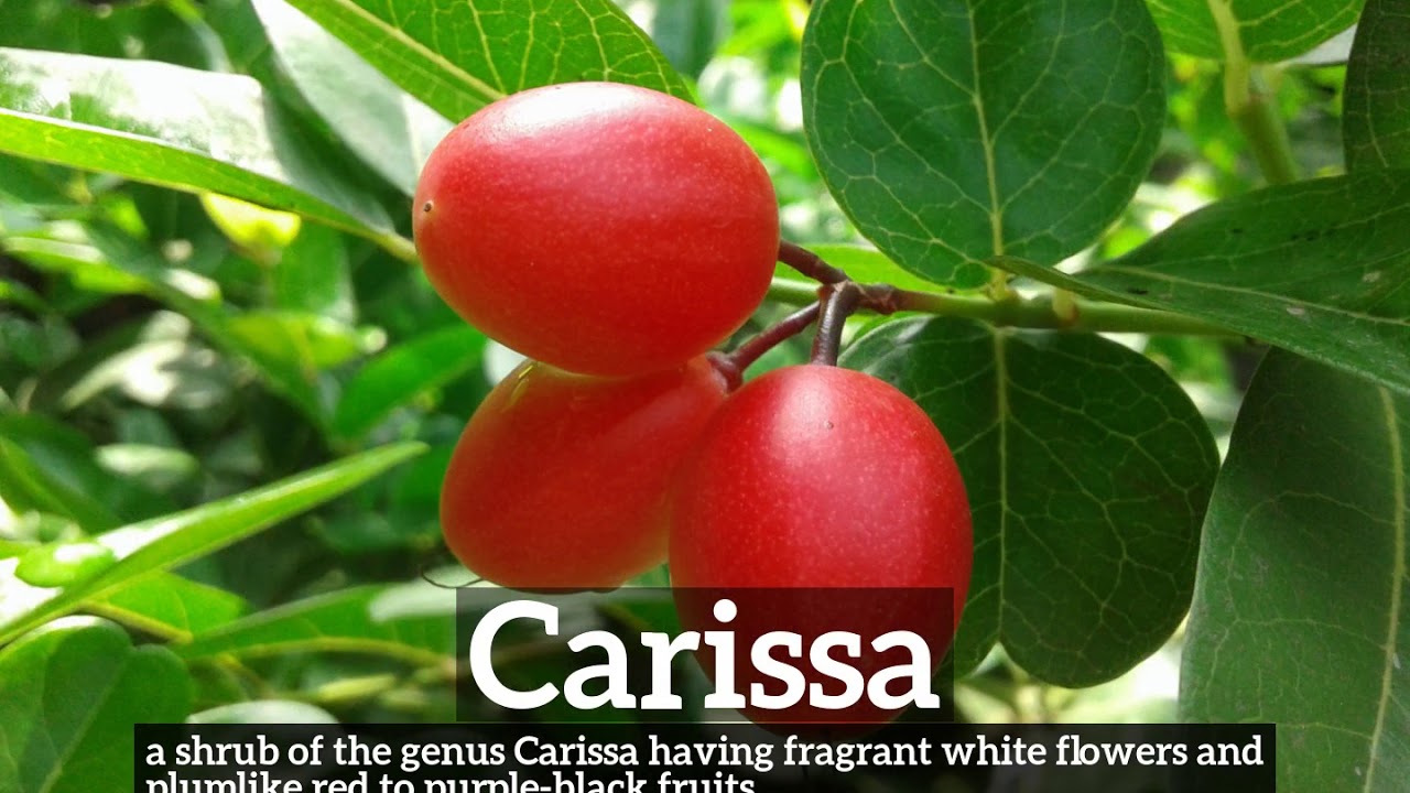 How Does Carissa Look? | How to Say Carissa in English? | What is ...