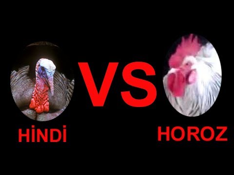 Hindi ve Horoz Dövüşüyor Hangisi Yener - Hindi saldırısı - Horoz Hindi Kavgası