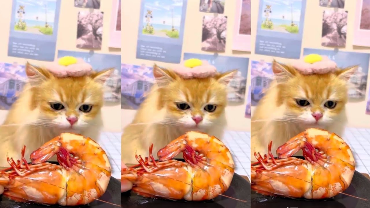 CAT MUKBANG SHOW ASMR VIDEO #cat #animals #mukbang - YouTube