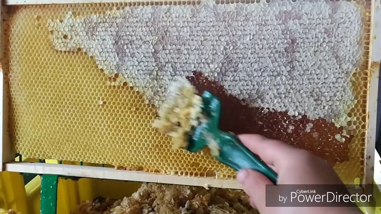 The Most Satisfying video - Removing bee wax before extraction of honey ...