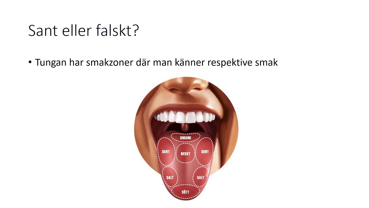 smak och lukt - YouTube