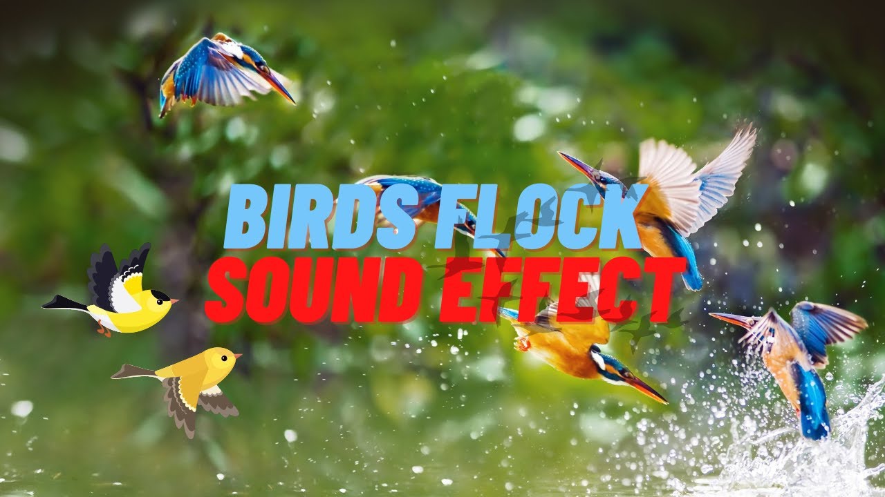 Bird Flock Sound: Bird flock sound effect | Sonic Bird Control | Flying ...