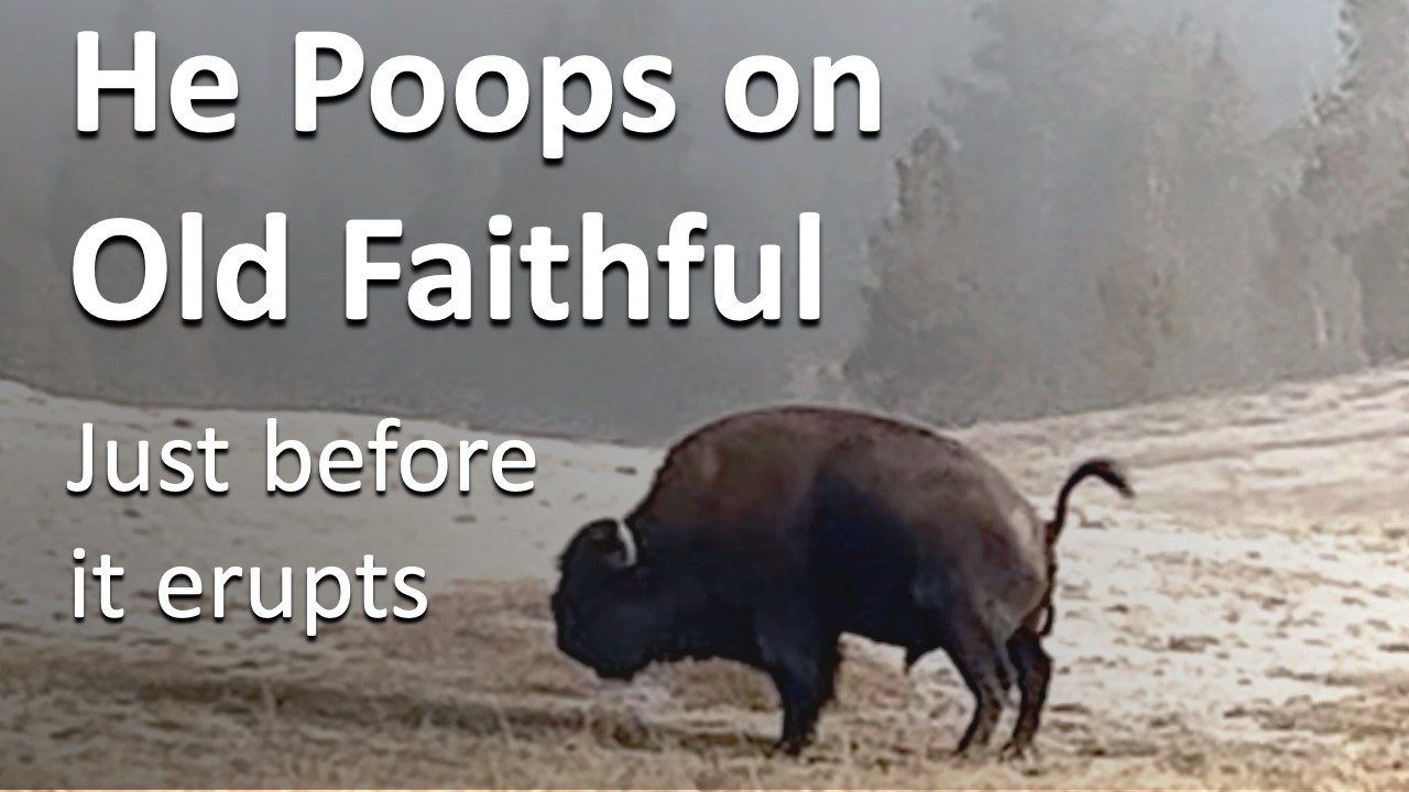 Bison Poops on Old Faithful - YouTube
