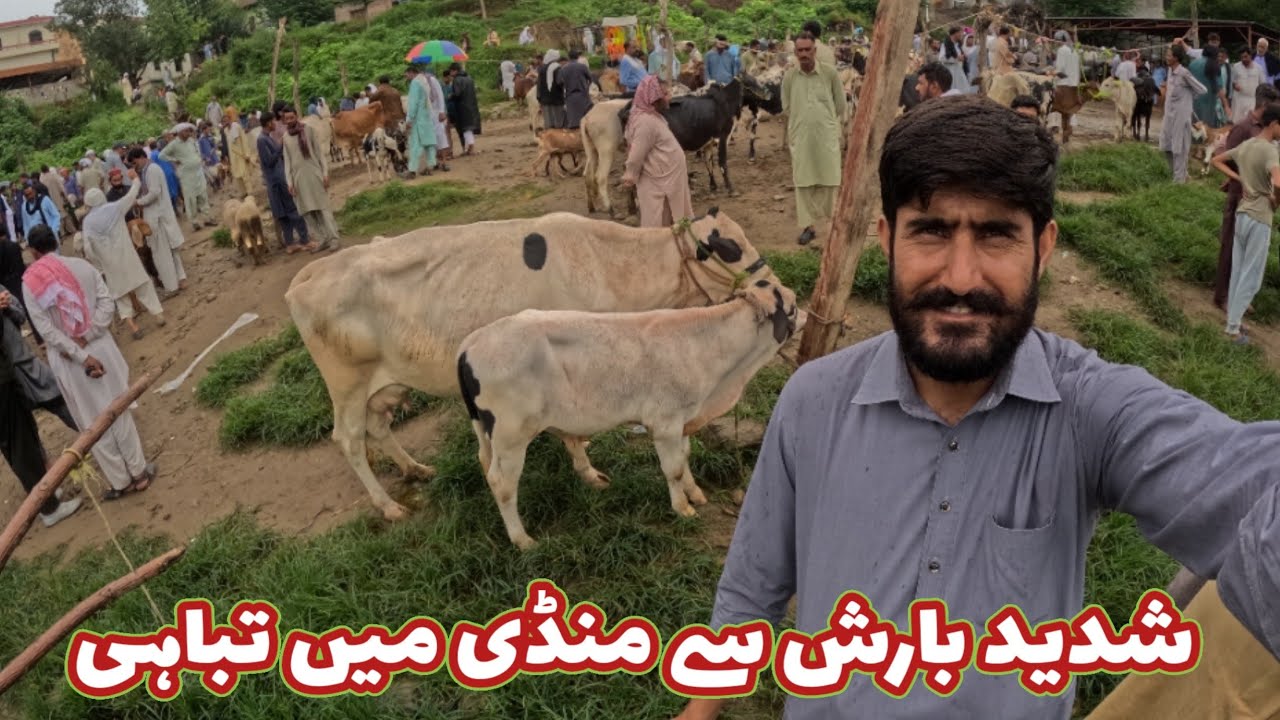 Price update of animals from the animal market of AJK 29 August 2024 # ...