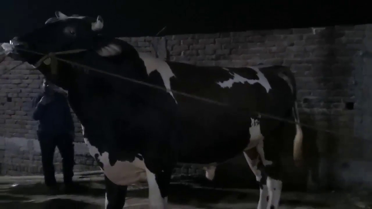 World largest Gigantic Ox- দৈত্যাকৃতির ষাঁড় - YouTube