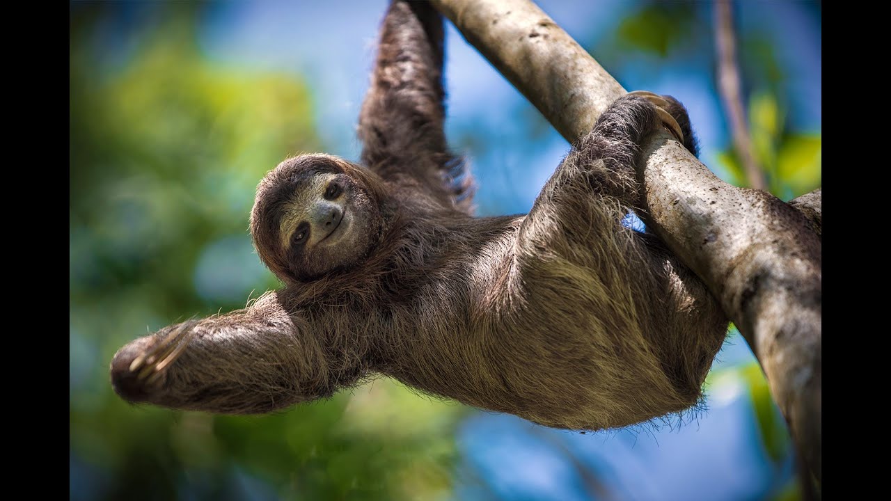 sloths - YouTube