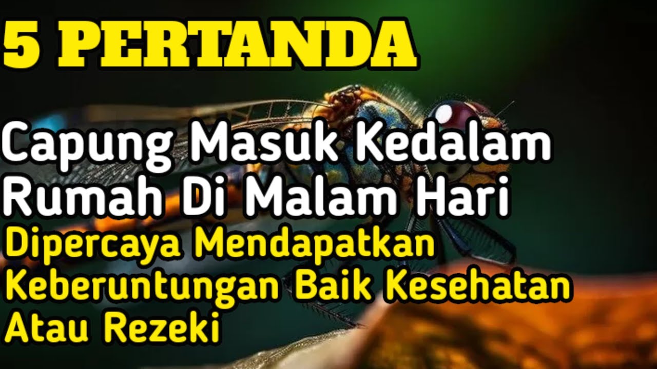 Inilah 5 PERTANDA KEBAIKAN Jikaa Hewan Capung Ini Masuk Kedalam Rumah ...