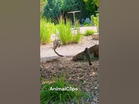 Epic Battle in the Wild: Snake vs. Rabbit Showdown! | Nature's Battle ...