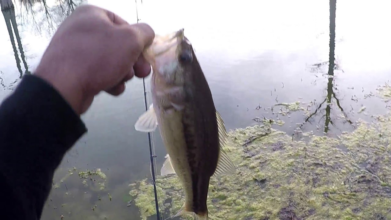 1st fish of the year - YouTube